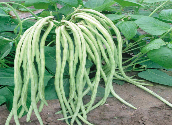 Dwarf Frameless Long Green Beans Vegetable Seeds ( 30 seeds ) - Basic ...