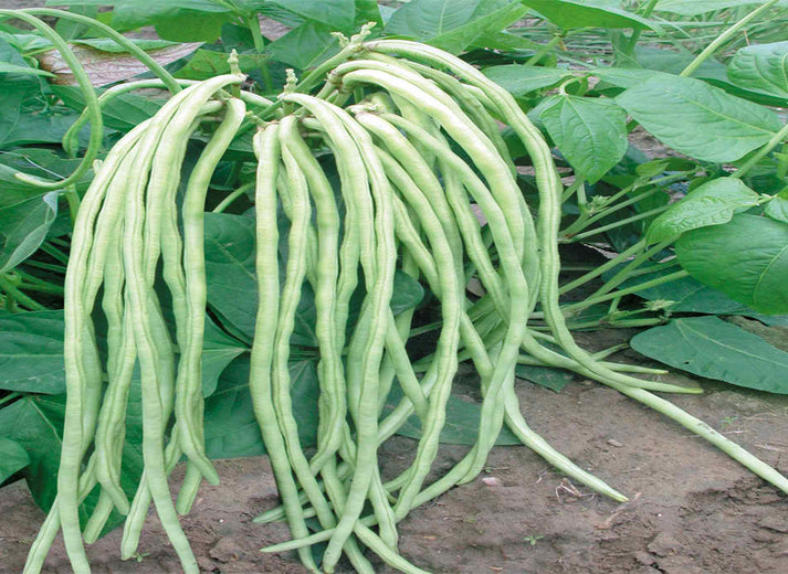 Dwarf Frameless Long Green Beans Vegetable Seeds ( 30 seeds ) - Basic ...