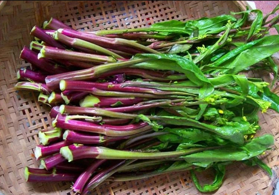 Red Choy Sum Vegetable Seeds (800 seeds) - Basic Farm House