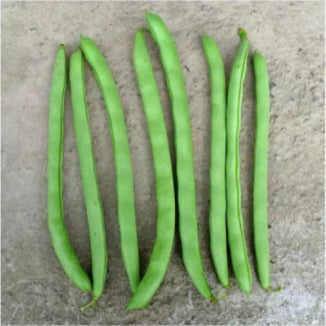 Safflower Green Short Beans Sitao Vegetable Seeds (30 seeds) - Basic F ...