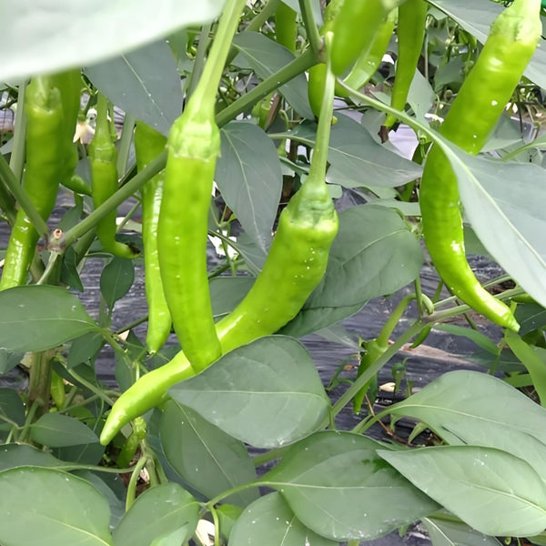 Siling Labuyo Vgetable Seeds ( 100 Seeds ) - Basic Farm House