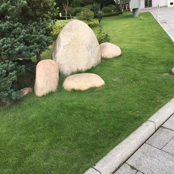 Premium Tifdwarf Hybrid Bermuda Grass Turf for Golf Courses & Sports F – Basic Farm House